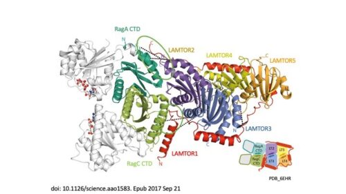 The Huber Laboratory – Institute of Cell Biology