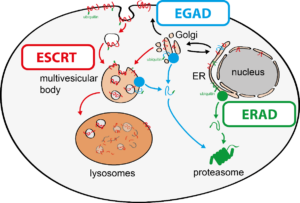 The Teis Laboratory: Membrane Proteostasis and Signalling – Institute ...